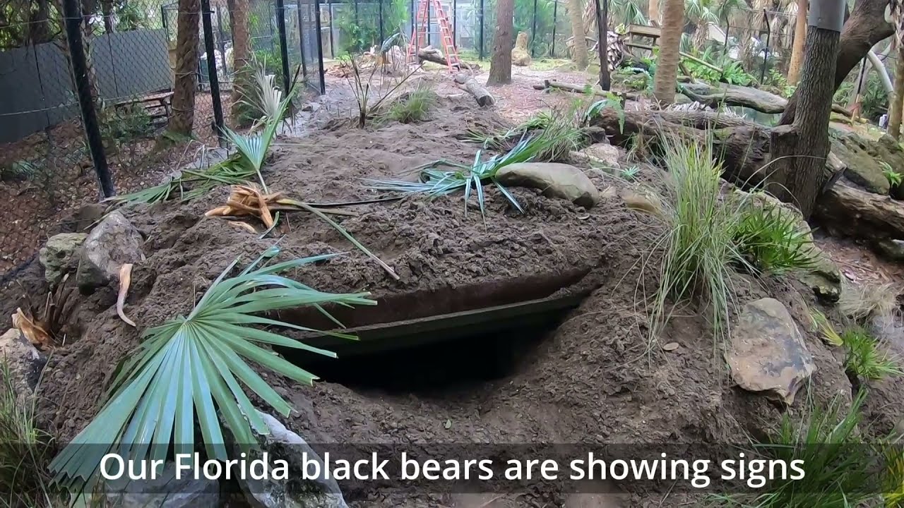 Black Bear Den