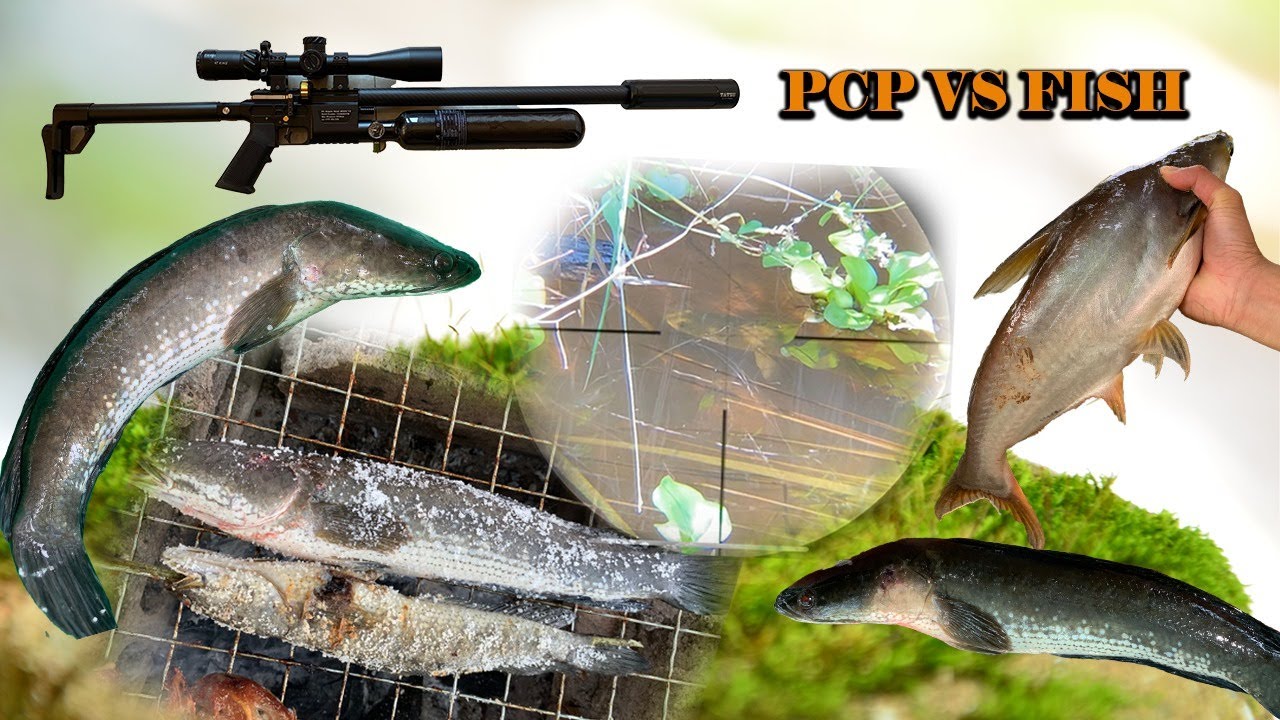 ຍິງປາດ້ວຍພີຊີພີ|ยิงปลาด้วยพีชีพี|PCP vs Snakehead - YouTube