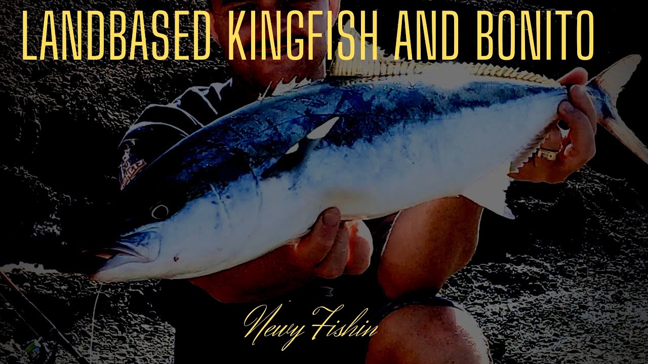 Land based Rock fishing Australia BIG BONITO and KINGFISH EVERYWHERE ...