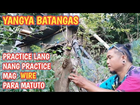 YANGYA BATANGAS WIRING - YouTube