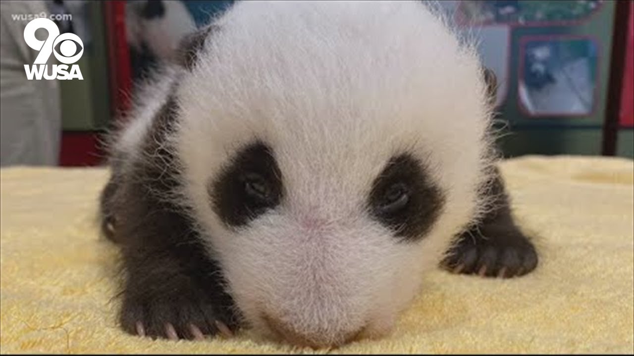 National Zoo's baby panda goes live for first virtual meet and greet ...