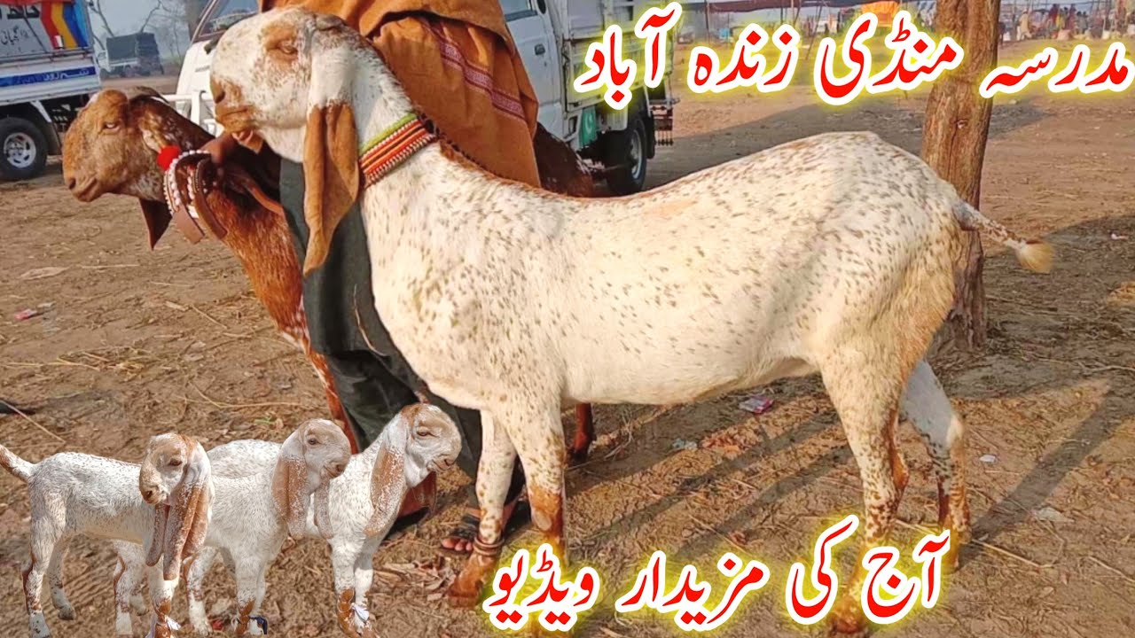 Madrasa mandi Pakistan fresh mandi update makhi cheeni bakryan bacho ...