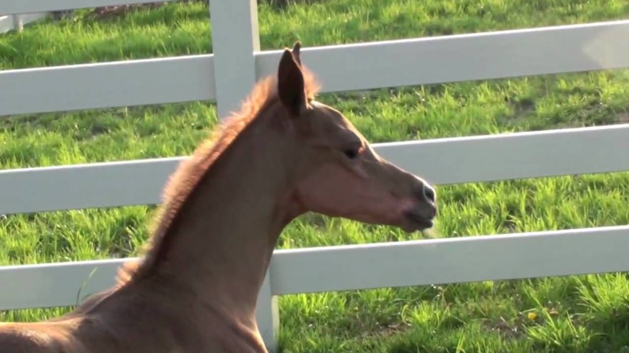 Estella ora (Padron's Psyche x jj la Estrella) - YouTube