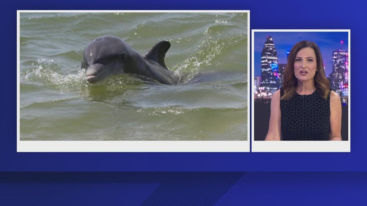 'Aggressive' dolphin reported along Texas coast - YouTube