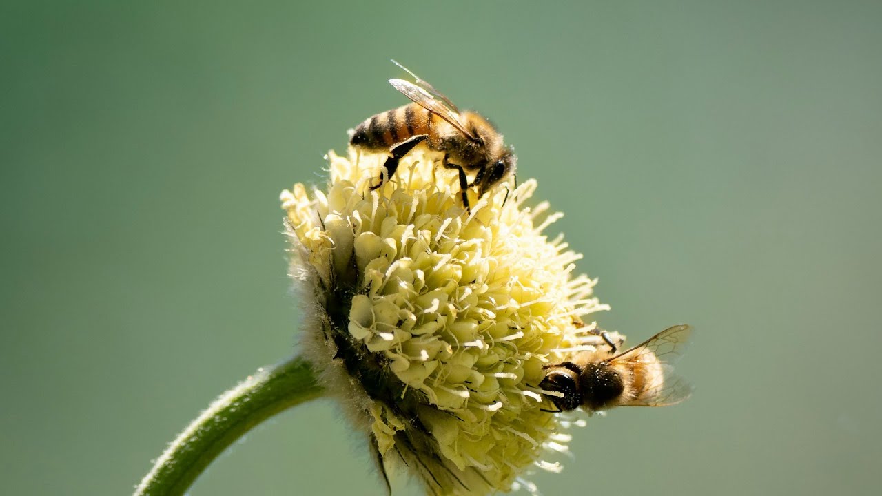 Apivita’s Billion Bees Program | A Commitment to Biodiversity - YouTube