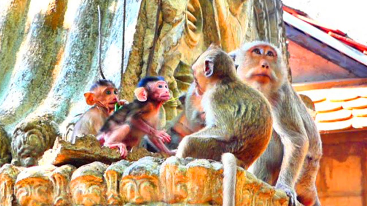 Beloved Newborn Berron and Little Meliza playing with Monkey Bella ...