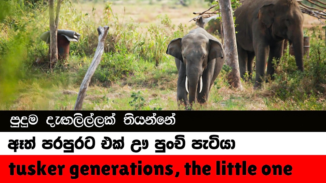 One little baby for that generation Elephant soul - YouTube
