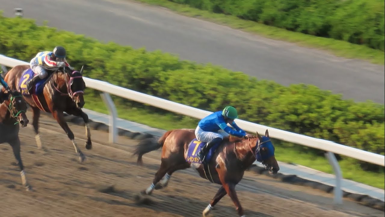 【現地】2024 Jpn1 さきたま杯 レモンポップ 坂井瑠星 【浦和競馬場】 - YouTube