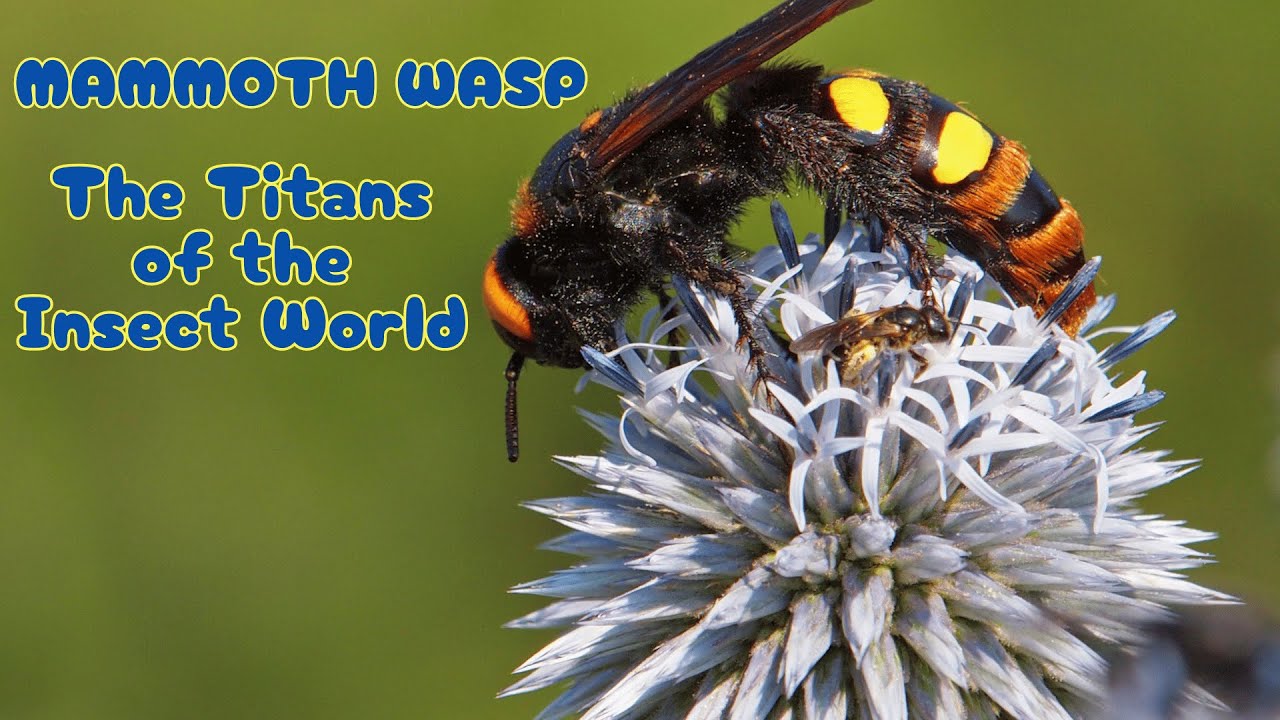 Mammoth Wasps: The Titans of the Insect World - YouTube