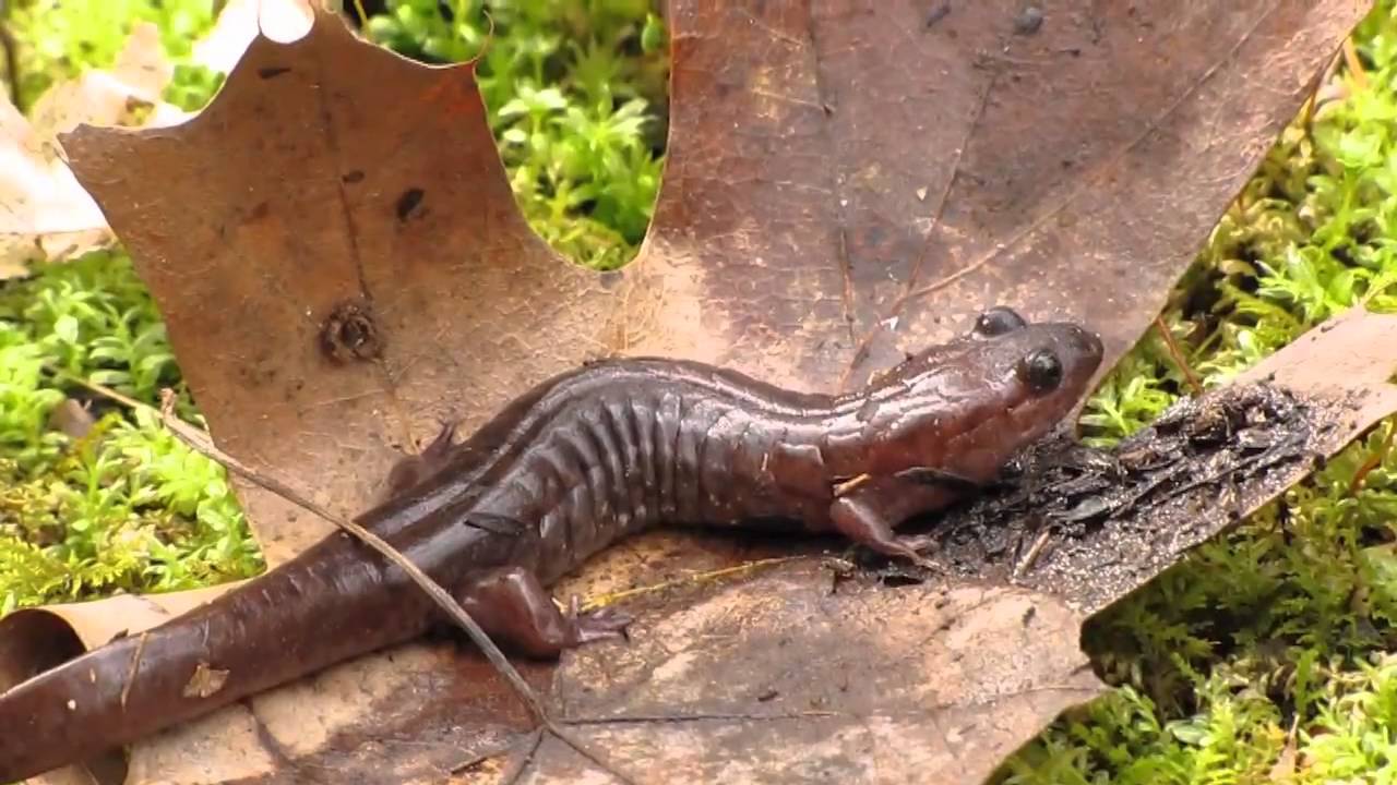 Salamander Hunt At The Laurels Spring 2011 - YouTube