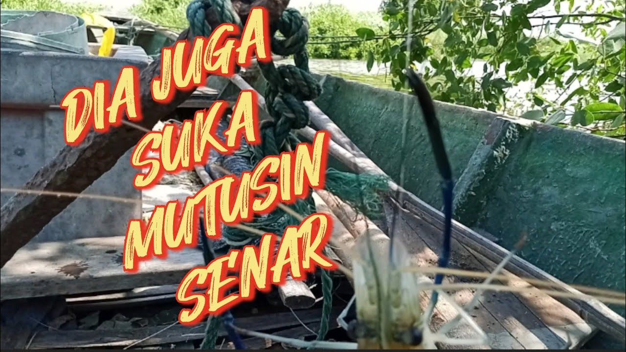 Udang galah kali lamong - YouTube