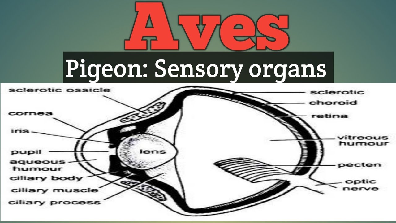 Aves – Sensory organs of pigeon - YouTube