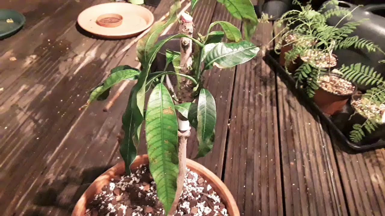 The remains of my Gomera mango rootstock after the Keitt graft died ...