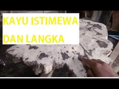 KAYU TIMOHO KAYUNYA PARA SULTAN - YouTube