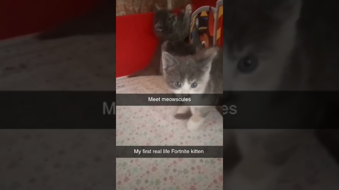 Meowscules 💪🏻🐱 - YouTube