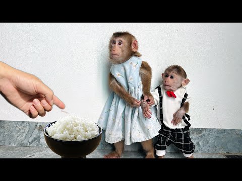 monkey Tina and xuka were worried before admitting their mistake to their father.