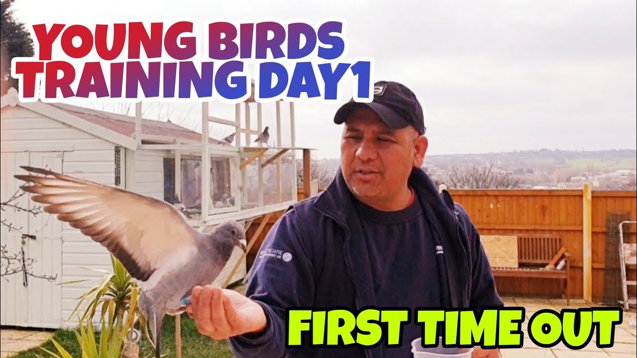 PIGEON TRAINING|YOUNG BIRDS|TRAPPING PIGEONS|FIRST TIME OUT|ZERO ...