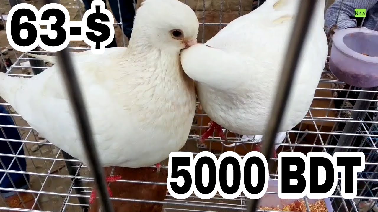 Pigeon's Price - in Bird Market || Part -4 || - YouTube