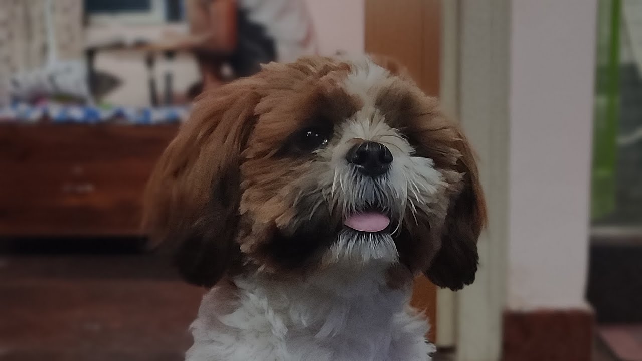 When he heard 'meew' hahahahaha wait for his reaction 🤭#cat #dog #puppy ...