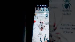 Australian garden orb weaver spider