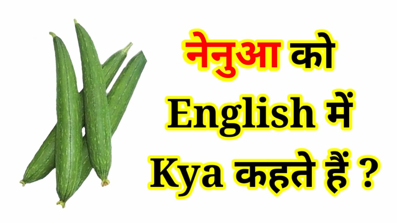 नेनुआ को इंग्लिश में क्या कहते हैं Nenua ko English mein kya Kahate ...