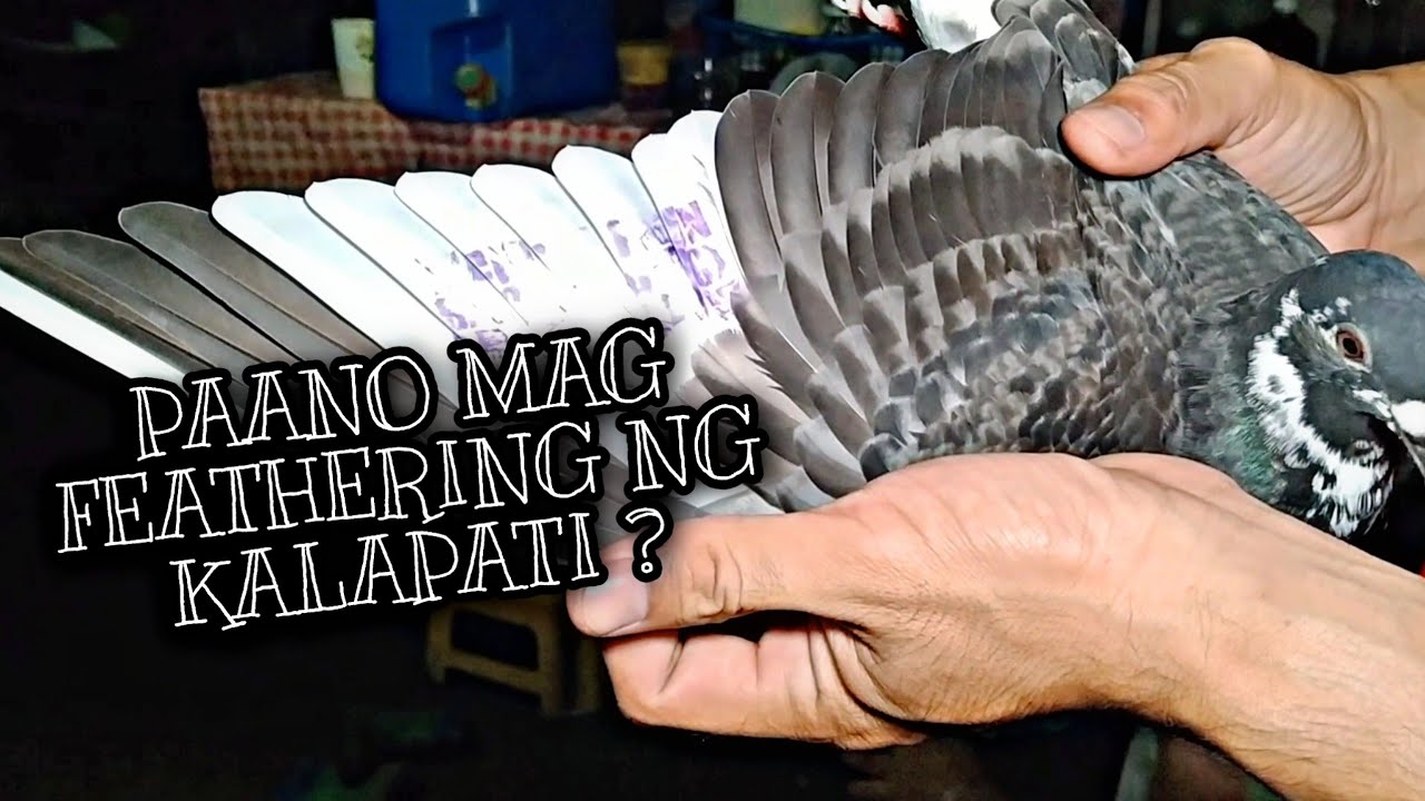 PAANO MAG FEATHERING NG KALAPATI ? - YouTube