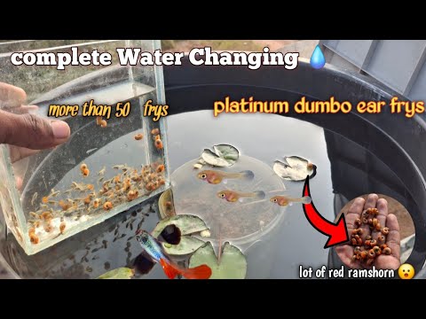 Out Door Mini Pond Complete Water Changing, platinum Dumbo Ear F ...