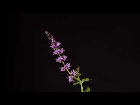 4K VİDEO | FLOWER 🥀 ÇİÇEK  | Kullanabileceğiniz işinize yarayacak 4k videolar