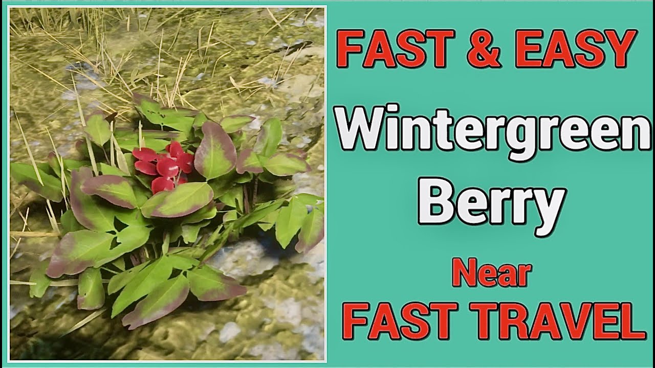 Fast & Easy Wintergreen Berry Locations - YouTube