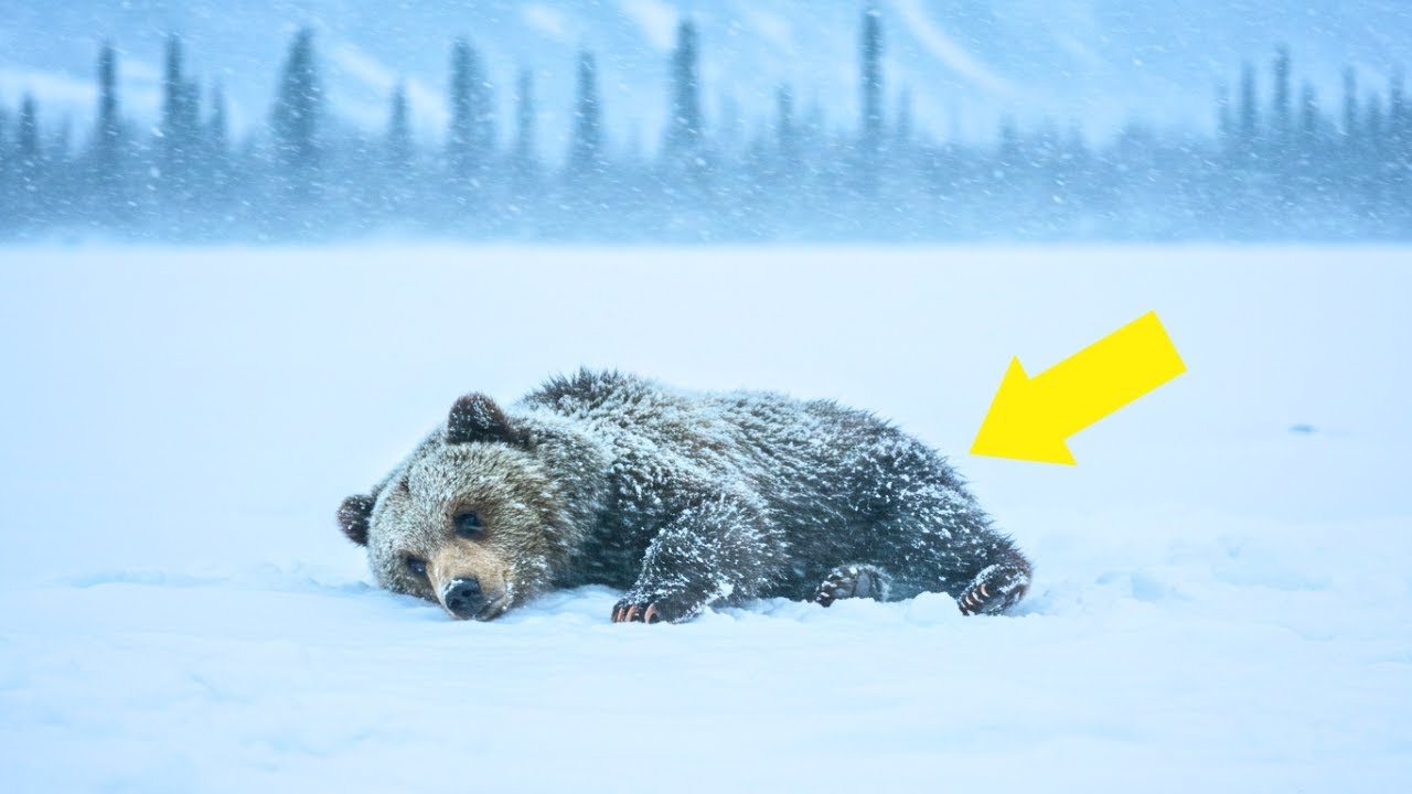 Hunter Found Half-Dead Grizzly Bear Cub Frozen In Ice - Then Something ...