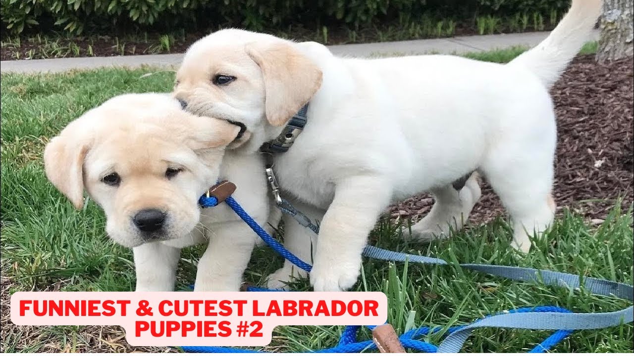 4K Free Video | Funny Dog Videos | Creative Commons video | Animals ...