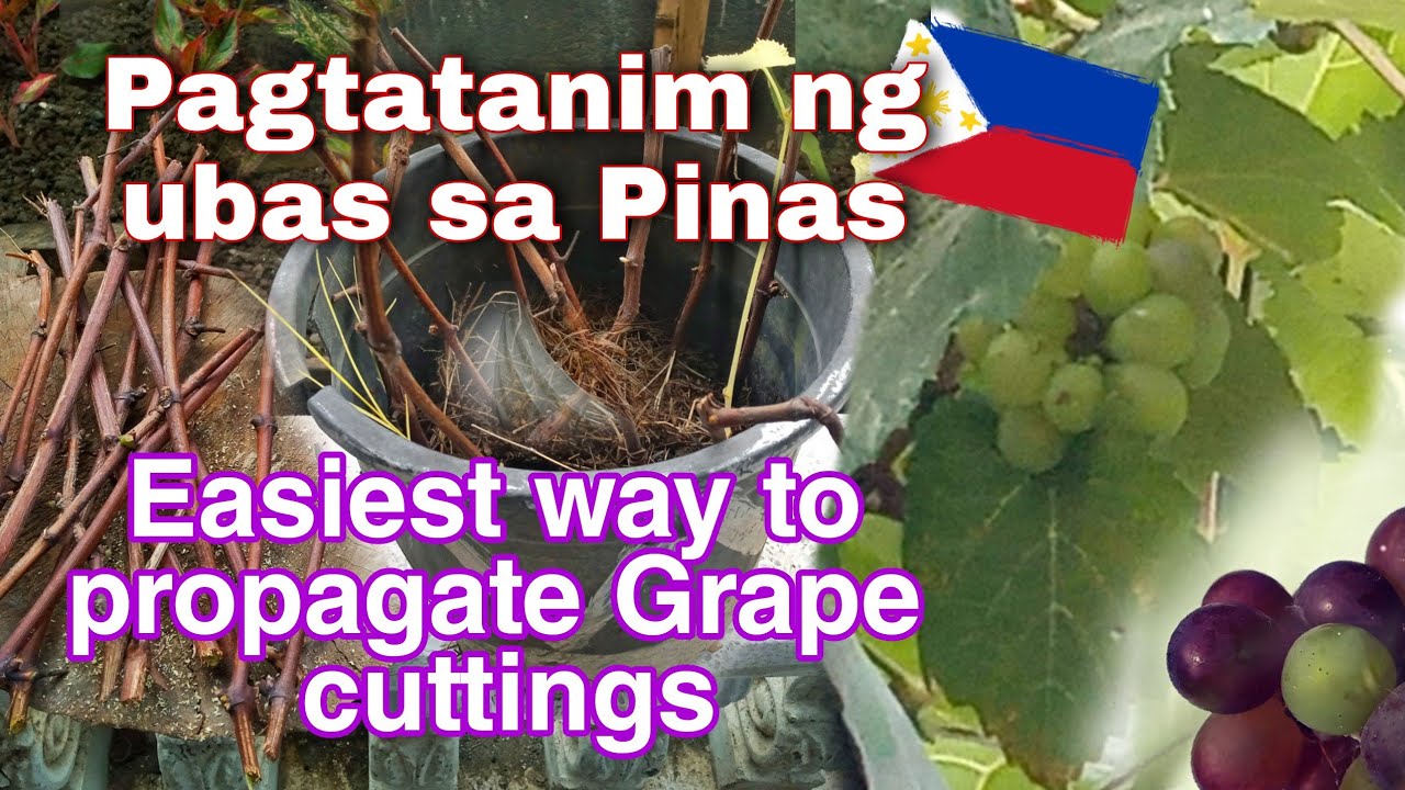How to propagate grape vine using cuttings the easiest way - YouTube
