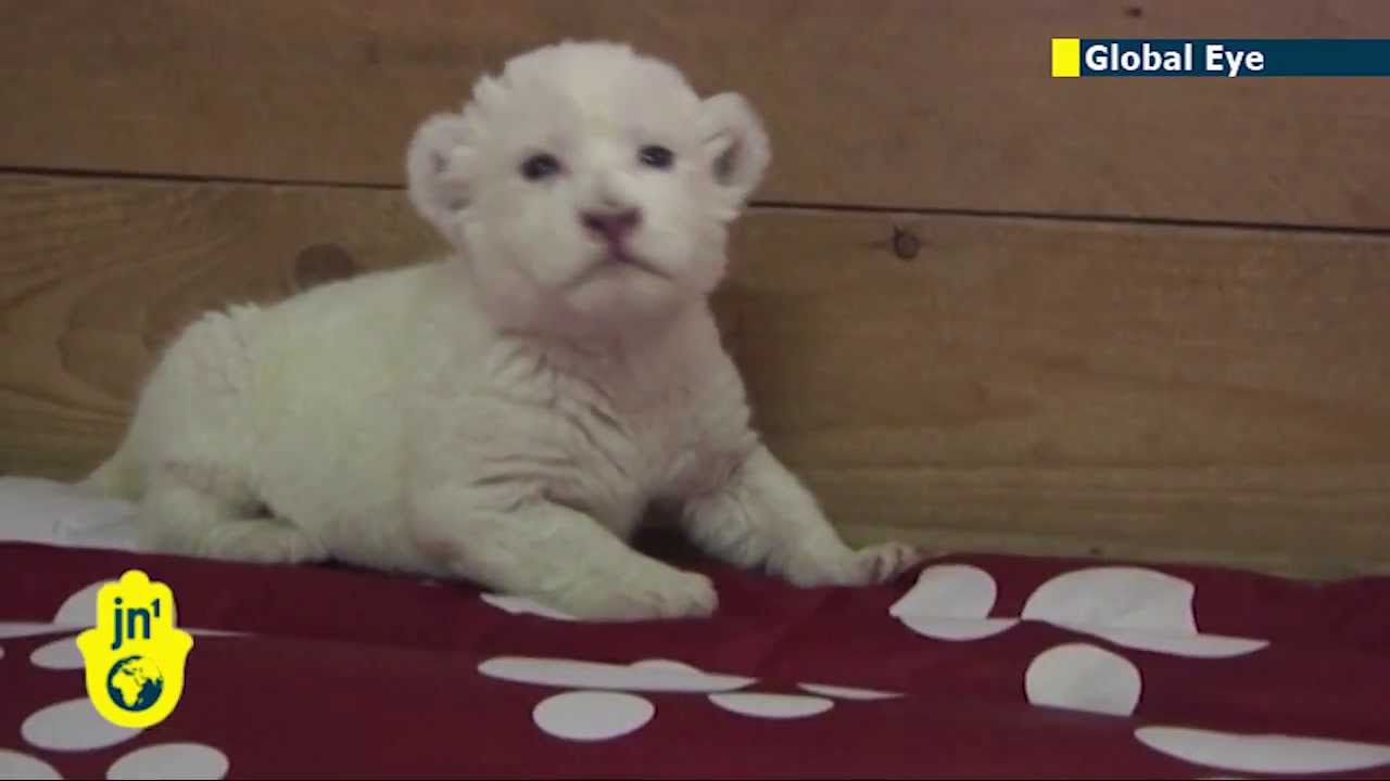 Rare baby white lion born in Serbia: Cute lion cub roars for the ...