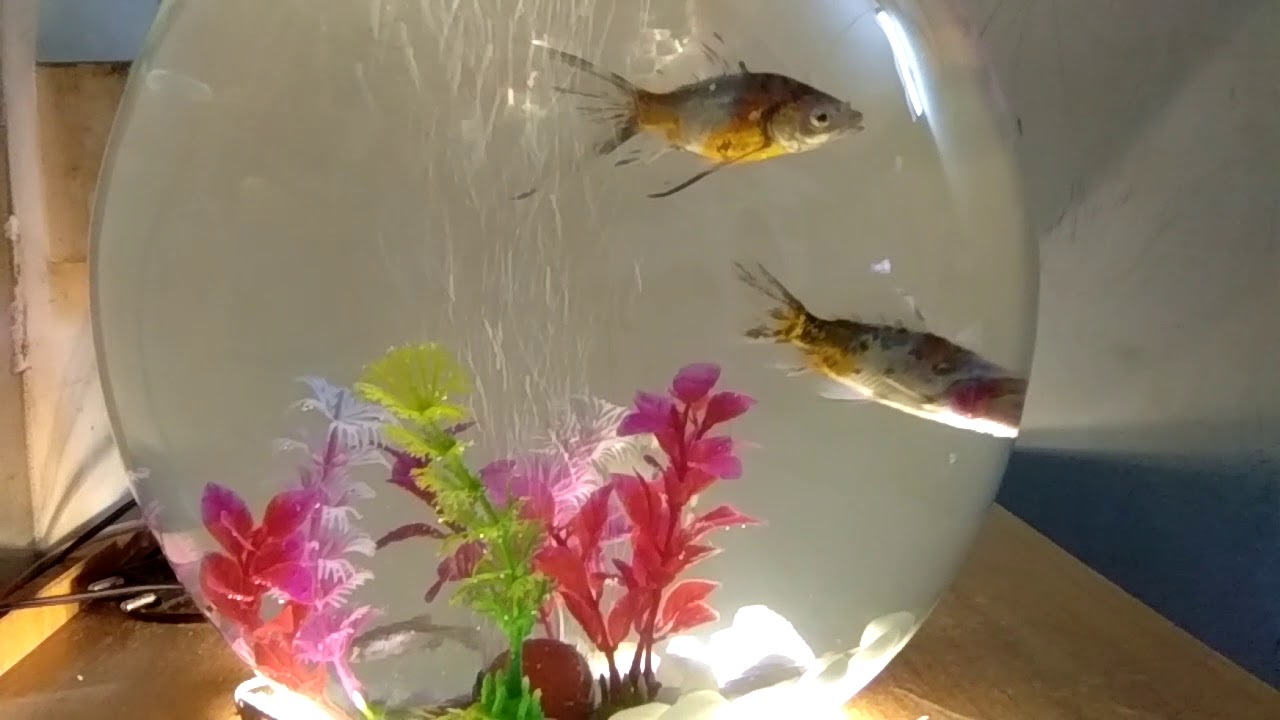 My big fish bowl setup - YouTube