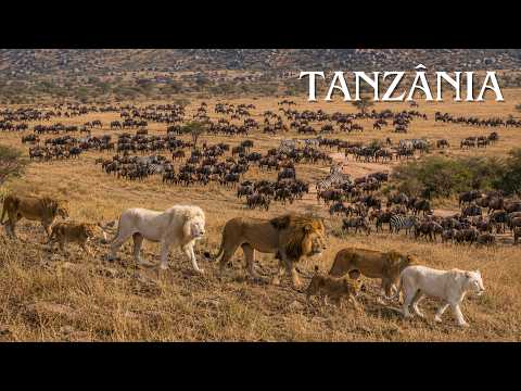 TANZÂNIA SELVAGEM | O Território De Milhares De Leões Que Dominam A Savana | Documentário Completo