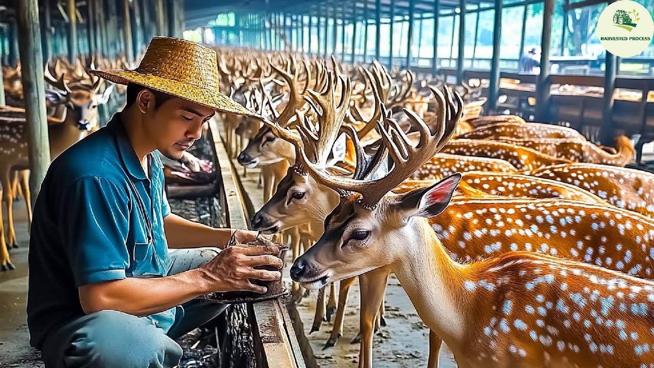 Deer Farms - Millions of Deer Farms in China Raise Deer for Antlers, Meat - Deer Processing ...