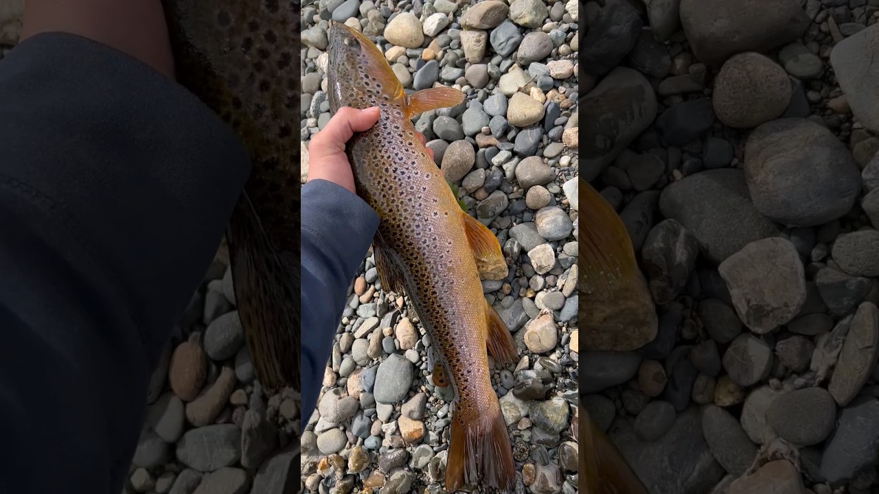 N°08🎣♻️🇨🇱♻️ BUENA PESCA COMPAS♻️♻️♻️♻️♻️♻️♻️♻️♻️ - YouTube