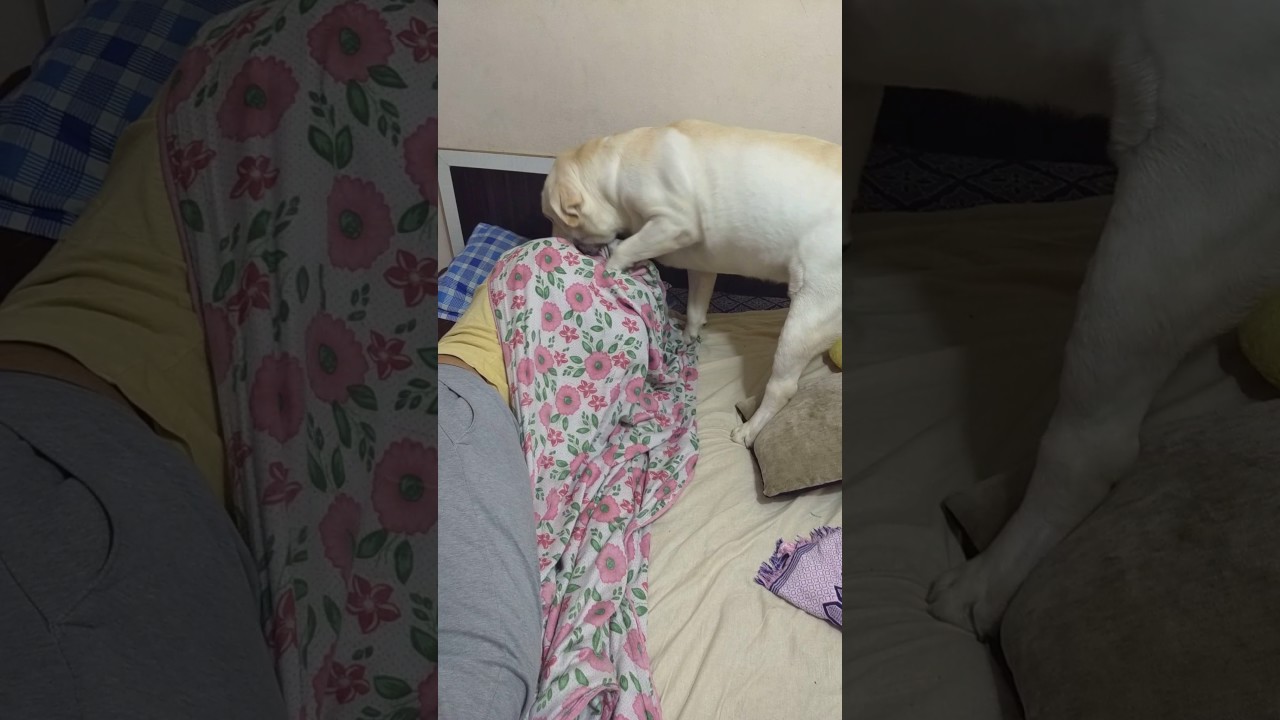 Cute dog Labrador retriever waking up his owner at morning - YouTube