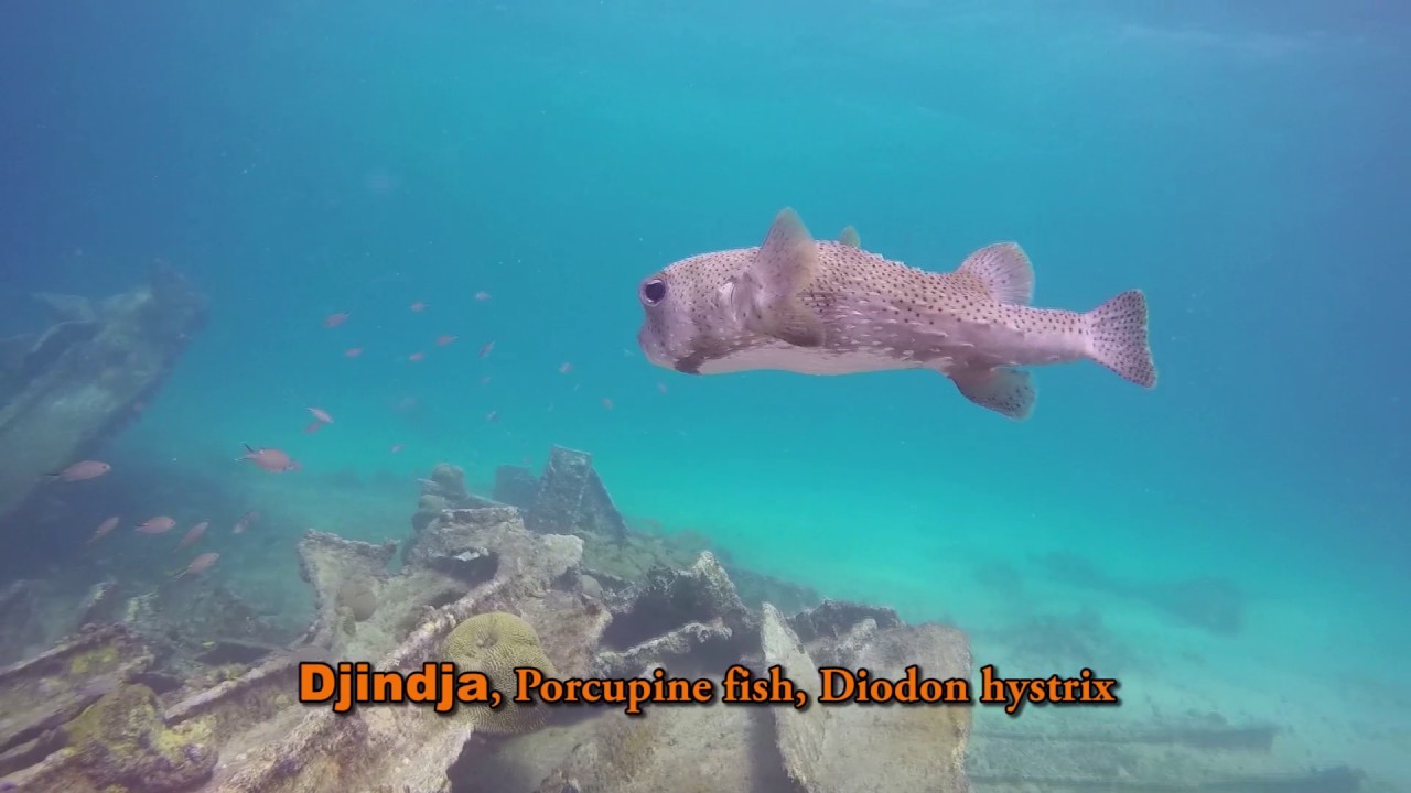 Djindja Porcupine fish Diodon hystrix - YouTube