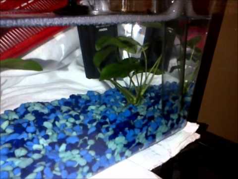 Water Changes with Critter Keepers/Under 5 Gallon Tanks - YouTube