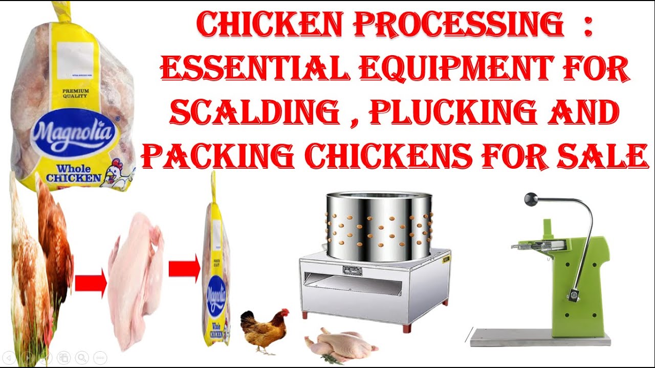chicken processing : essential equipment for scalding , plucking and ...