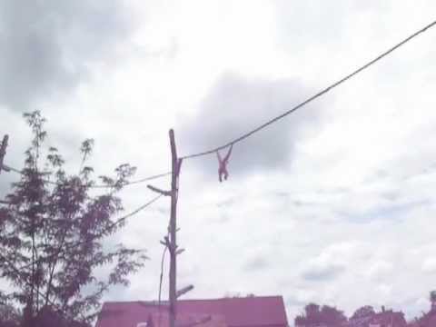 Gibbon Swinging Overhead