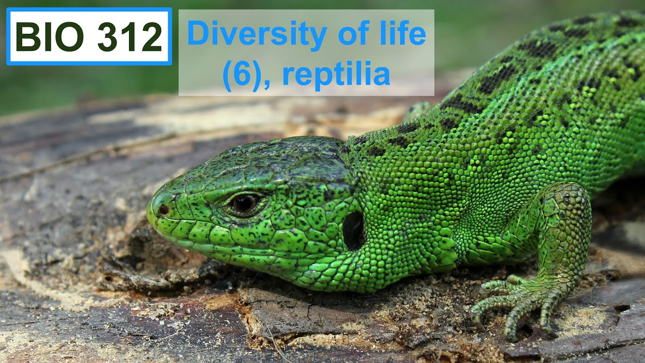 Diversity of life (6), reptilians (reptiles, dinosaurs, and birds ...
