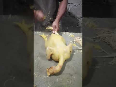 Como pelar manualmente pollos de engorde, la mejor enseñanza