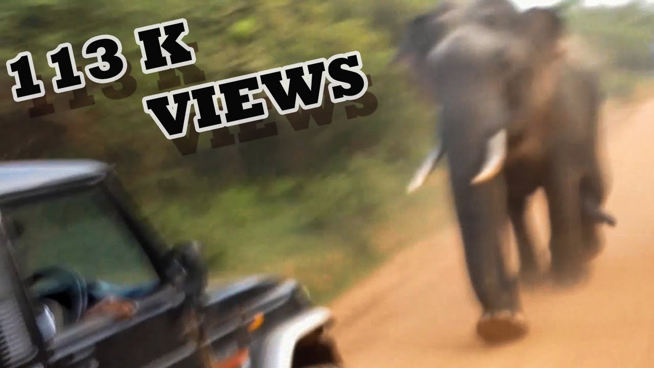 Aggressive Elephant chase and attack jeeps - Safari, Sri Lanka - YouTube