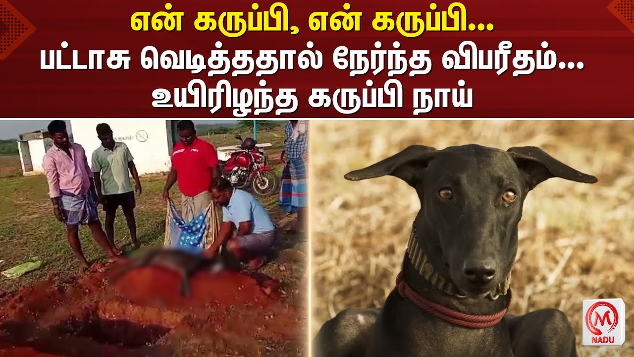 Karuppi Dog : என் கருப்பி, என் கருப்பி...பரியேறும் பெருமாள் படத்தில் ...