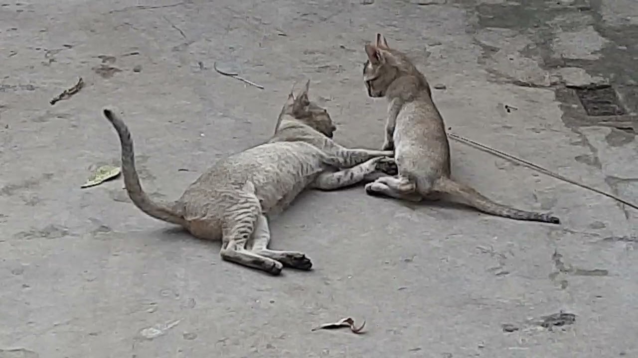 cat moments - YouTube