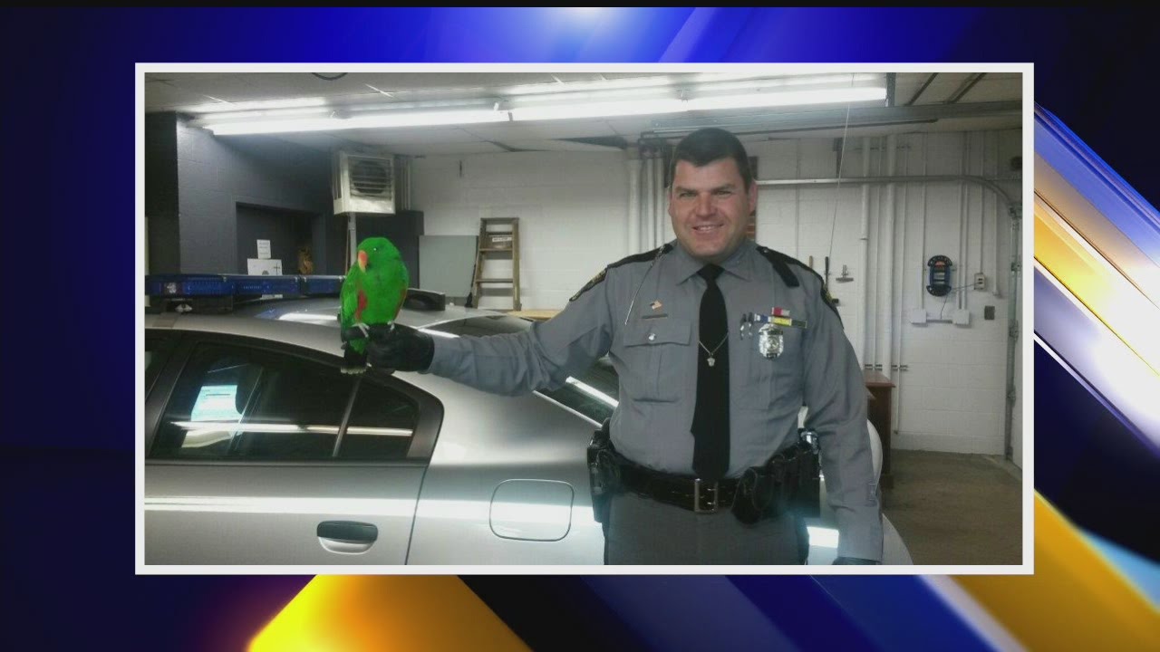 State trooper returns Austintown parrot to owner - YouTube