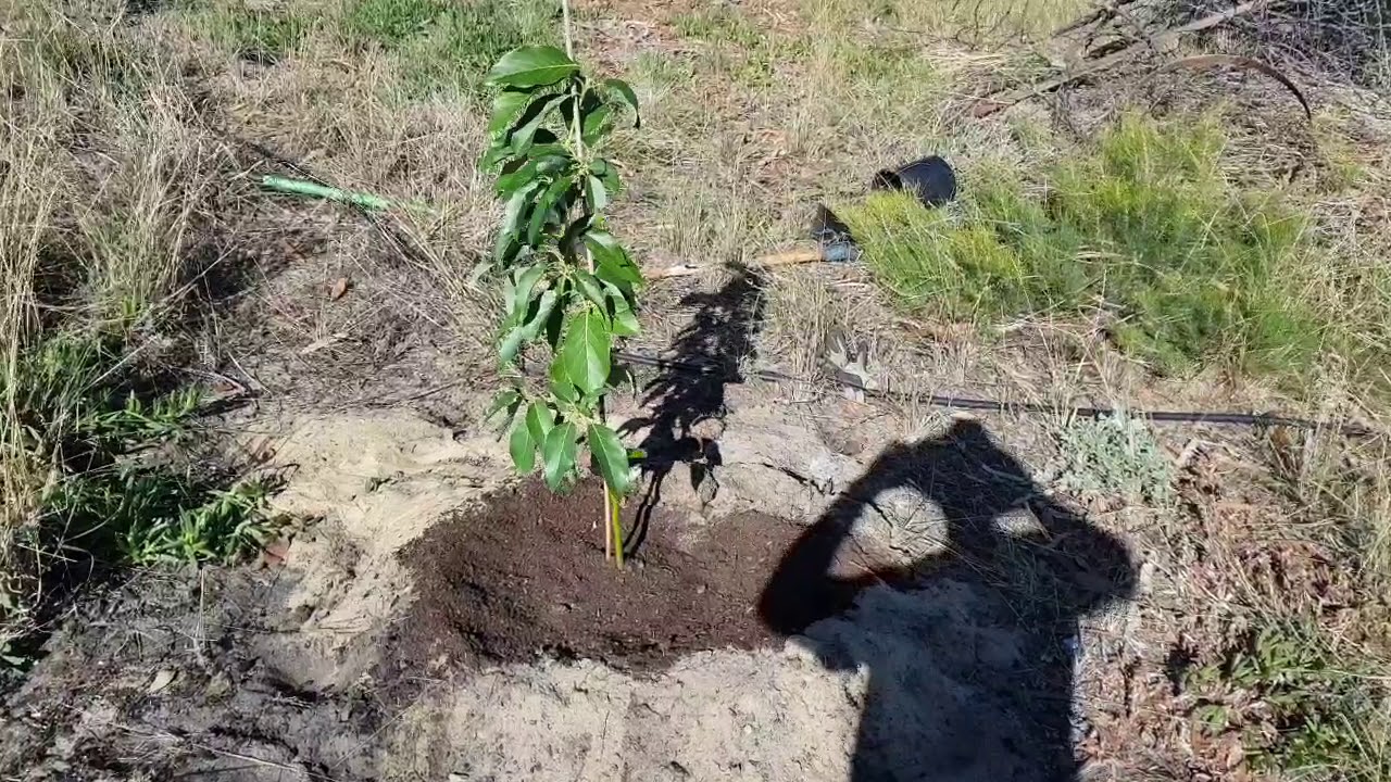 Transplant Avocado Tree Perth Wa "Tuckermans Trees" - YouTube