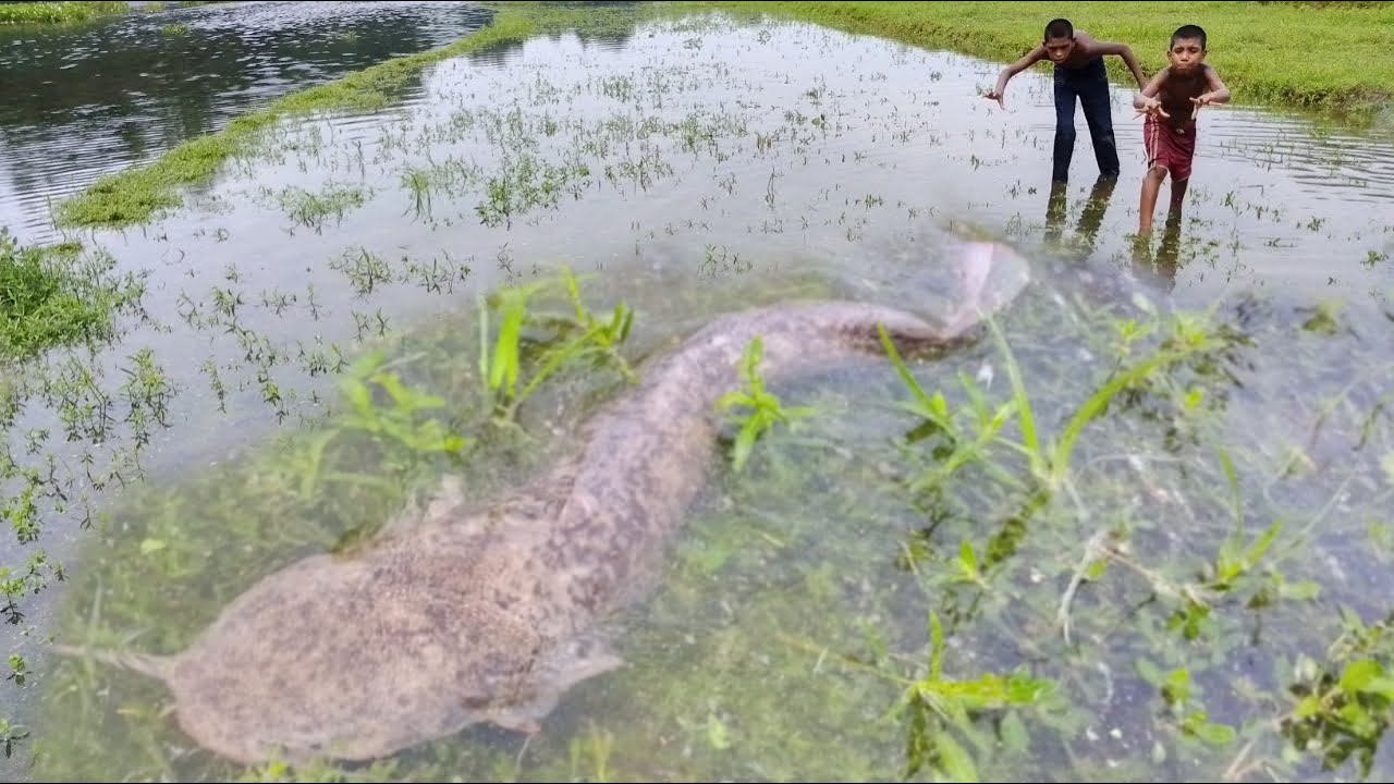 Village Boy Hand Fishing Video Smart Boy Caching Big Fish Side Small ...